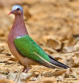 student effort: உலகில் அழிந்து வரும் விலங்குகள் தொகுப்பு