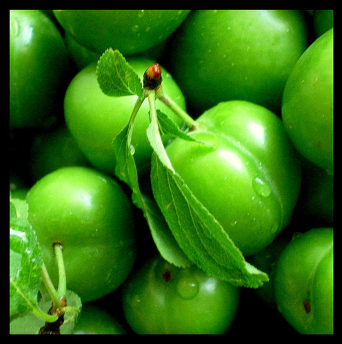 Wiki trend: Erik ve Erik yetiştiriciliği