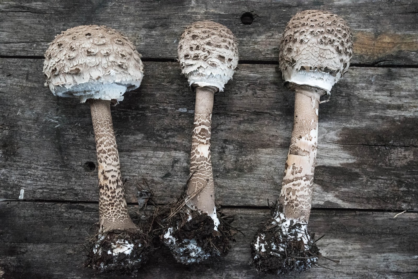 Farbror Grön plockar svamp - stolt fjällskivling | Farbror Grön