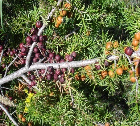 Kuzhine - Receta: Dellinja e kuqe