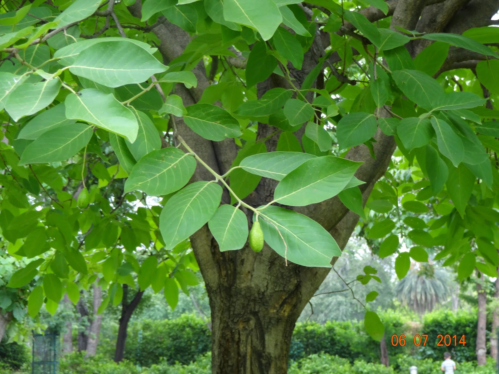 Plants of Lahore - Pakistan: Terminalia chebula- Hareer Tree