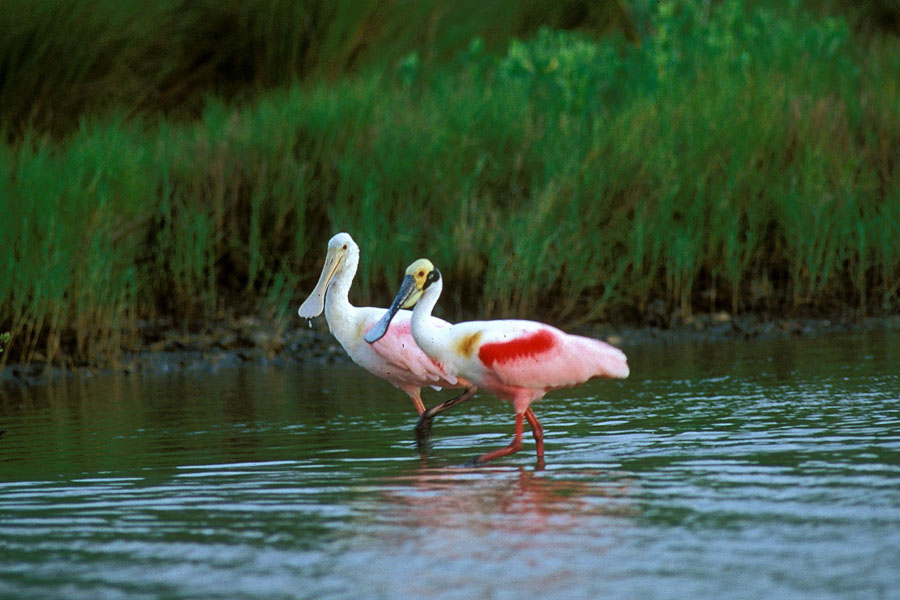 Roseate Spoonbill