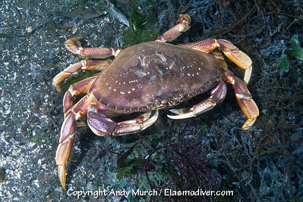 Crustaceans Examples