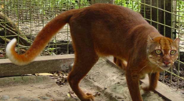 Kucing Berwarna Merah ini Hanya Ada di Kalimantan | Terselubung 8