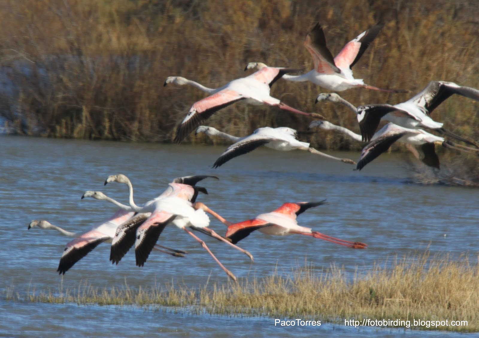 Fotobirding en Sant Adrià de Besòs: Flamencos volando