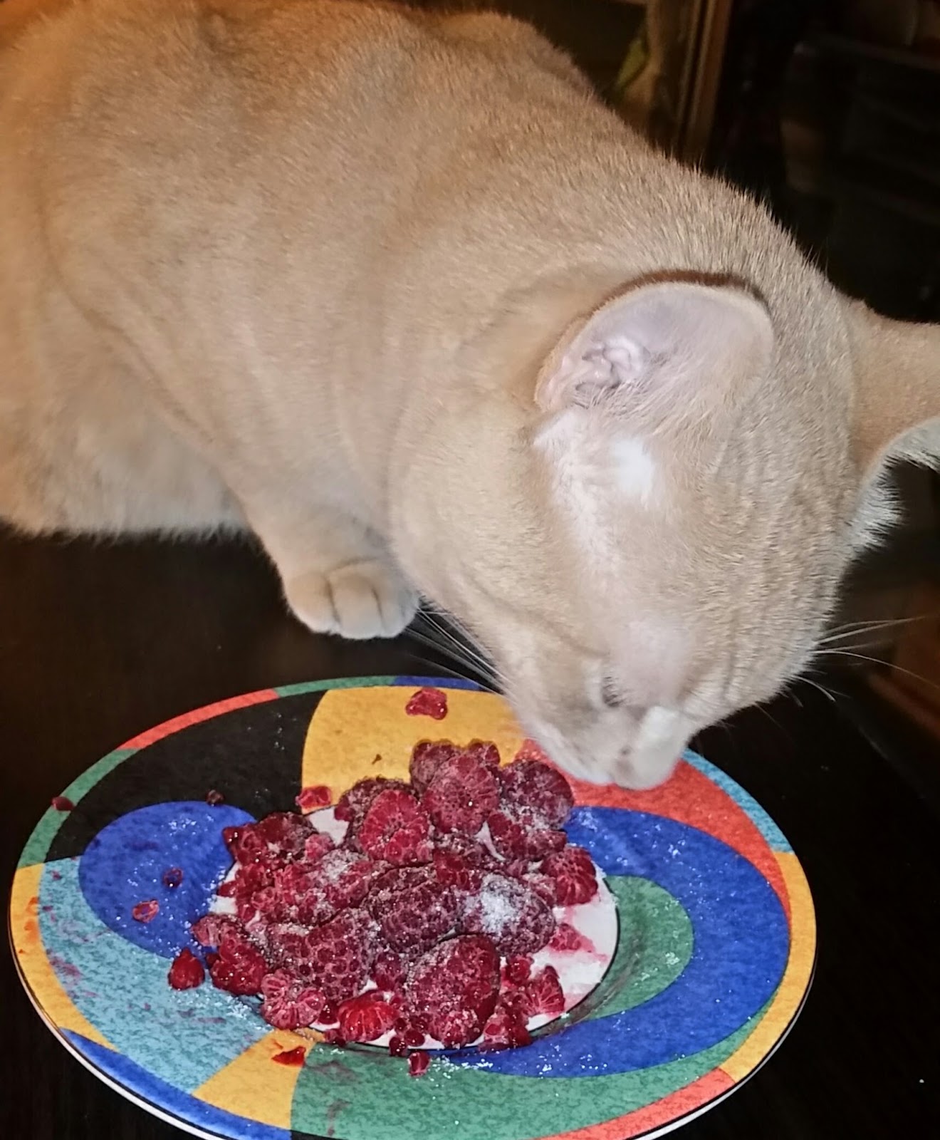 The MARTINI DIVA: A BERRY, BERRY BLACK CAT COCKTAIL