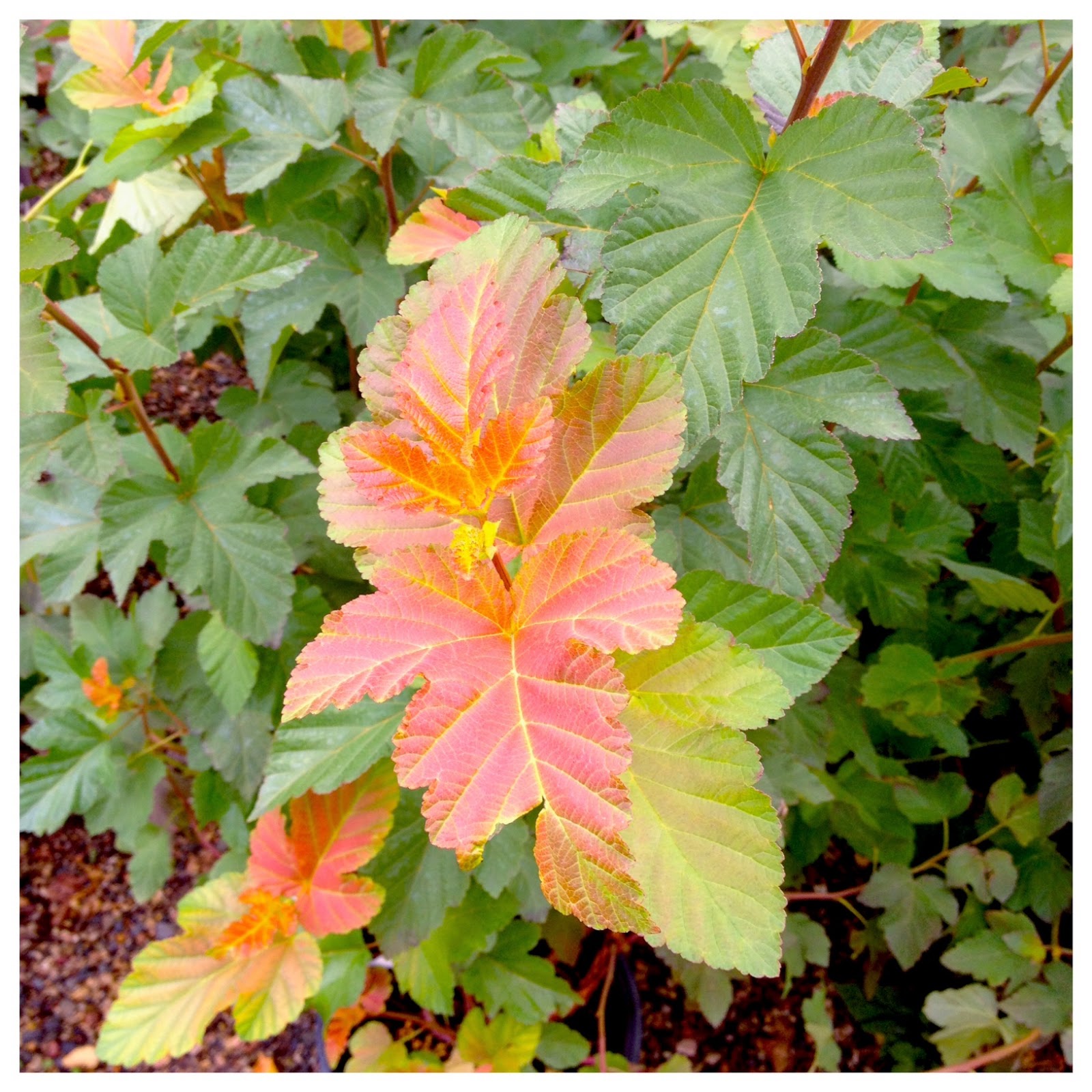 My Garden Diaries April 2015 my-garden-diaries-april-2015