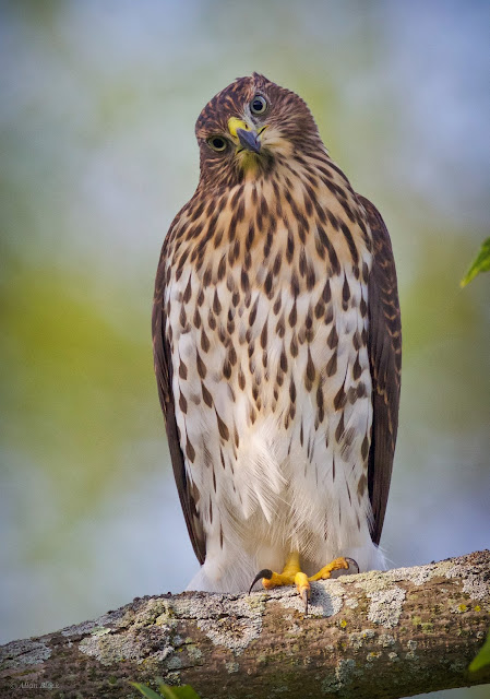 Feather Tailed Stories: Cooper's Hawk Juveniles