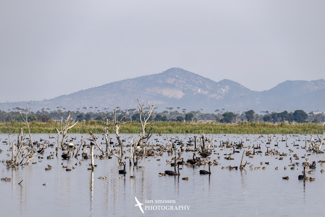 A passion for birds...: Early morning waders at Kirk Point and a day at ...