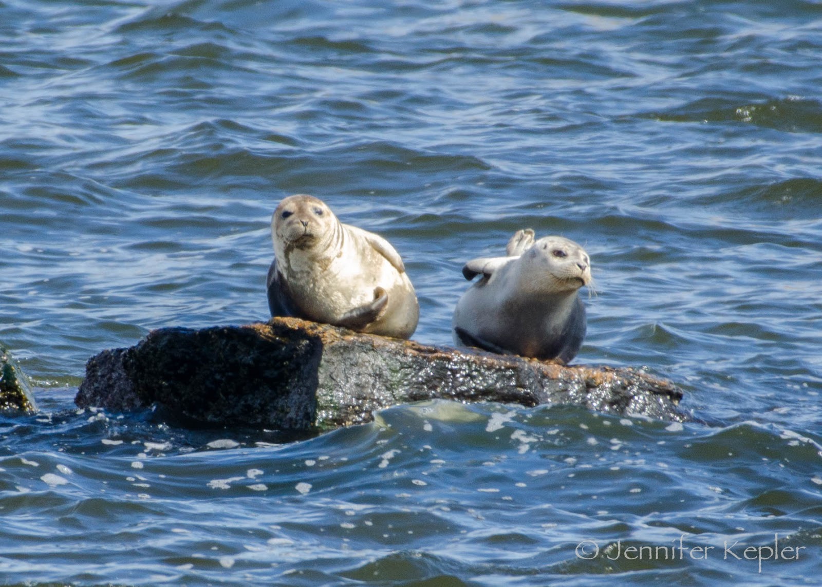Snapshots of Nature: Great Backyard Bird Count - Day 3, Seal Cruise