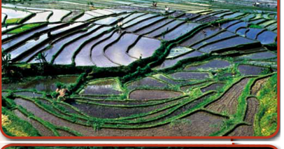 Beautiful Nature: The Rice Paddy Agro-Ecosystem