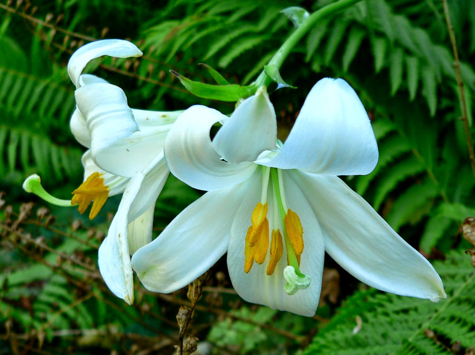 Bregman Veterinary Group: Poisonous Spring Lilies
