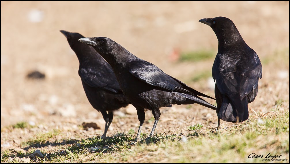 Fotografía y Conservación: Corneja Común (Corvus corone)