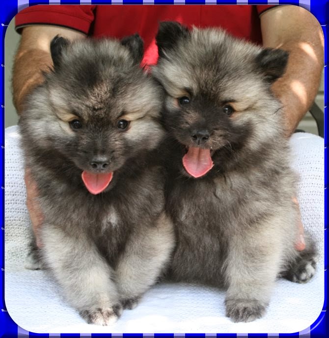Rules of the Jungle: Keeshond puppies