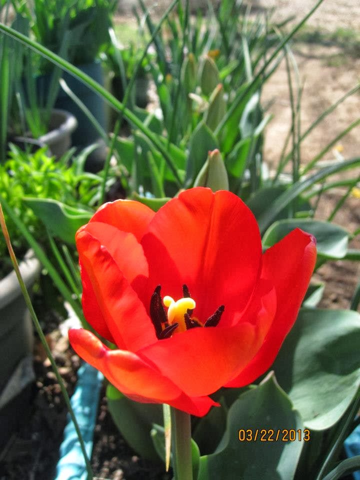 Nature, My Garden and Me: Plant Bulbs Now For Joyful Color in Winter!