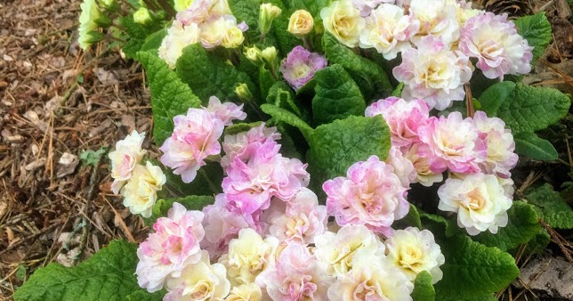 Shoreline Area News: In The Garden Now…..Pink Ice and Cream Primroses