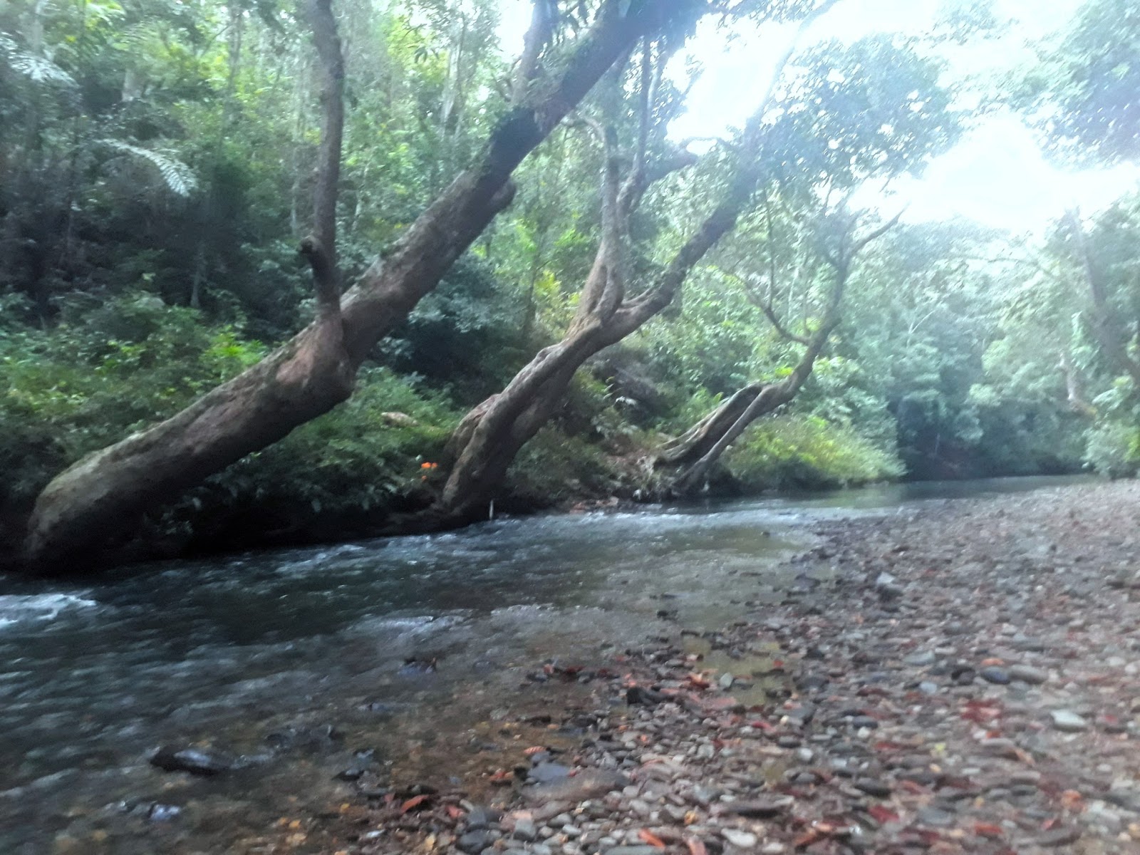 ~Anglers Belong~: Ensurai..The Ent of Borneo