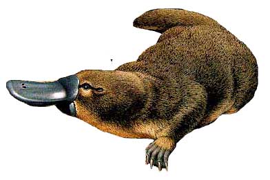 el curioso ornitorrinco | Universo Animal