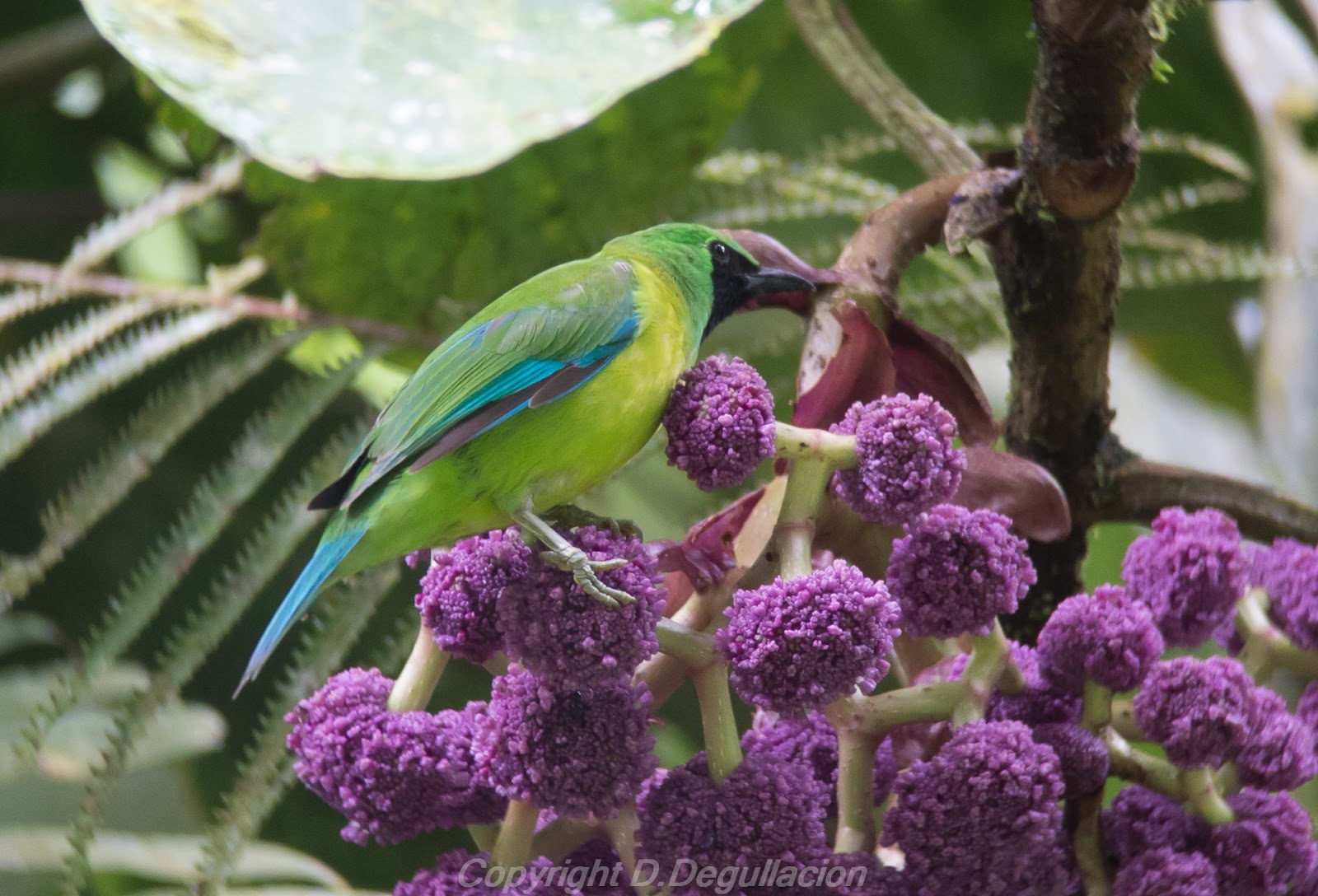 Denis Degullacion | Birding | Digiscoping | Photography |: May 2013