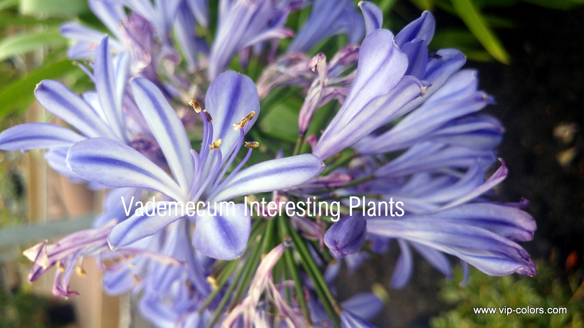 Vademecum Interesting Plants: Agapanthus - Agapant - (Afrikaanse lelie)
