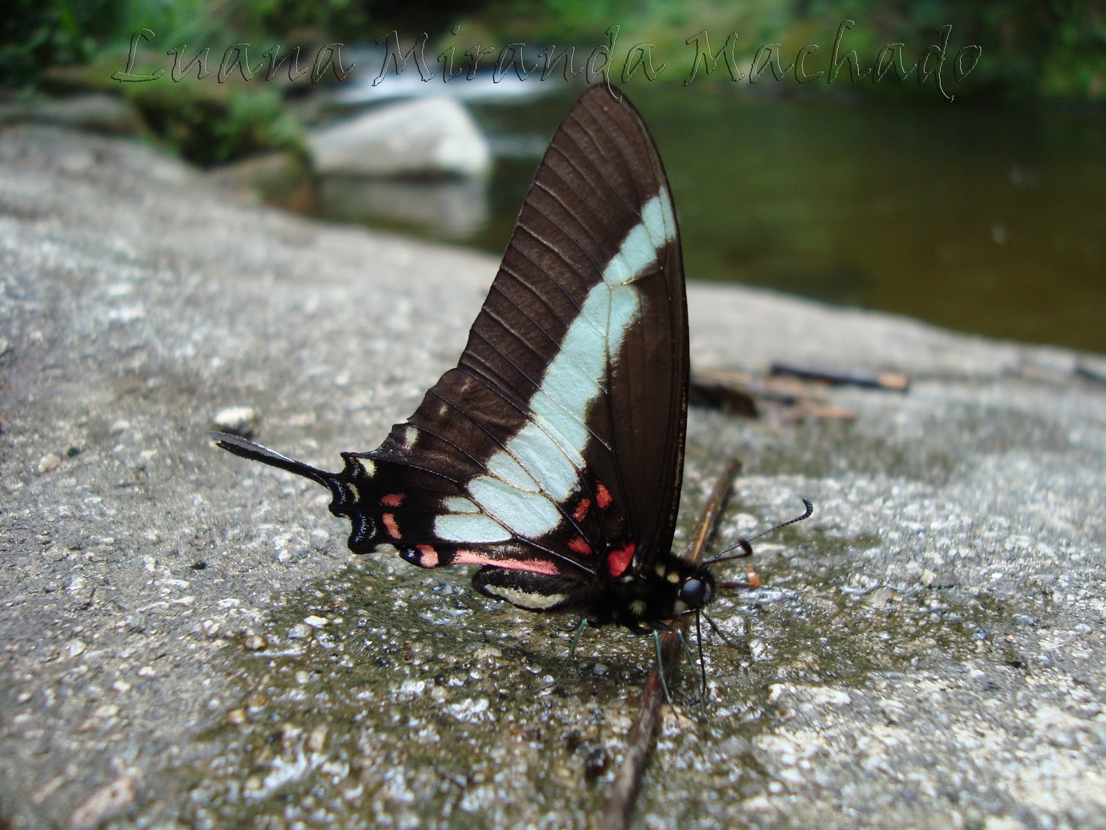 Haja hoje para tanto ontem!: Parides ascanius (Crammer, 1775)