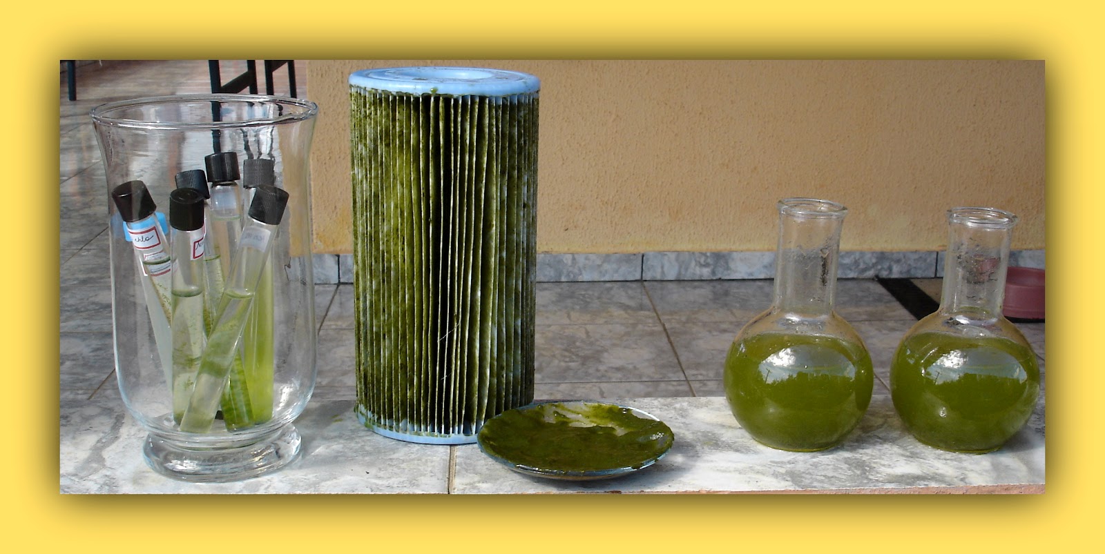 Cultivo de Microalgas em Fotobiorreatores: Projeto Microalgas...