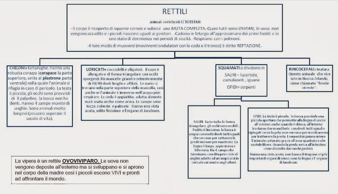 LE MIE MAPPE: I RETTILI