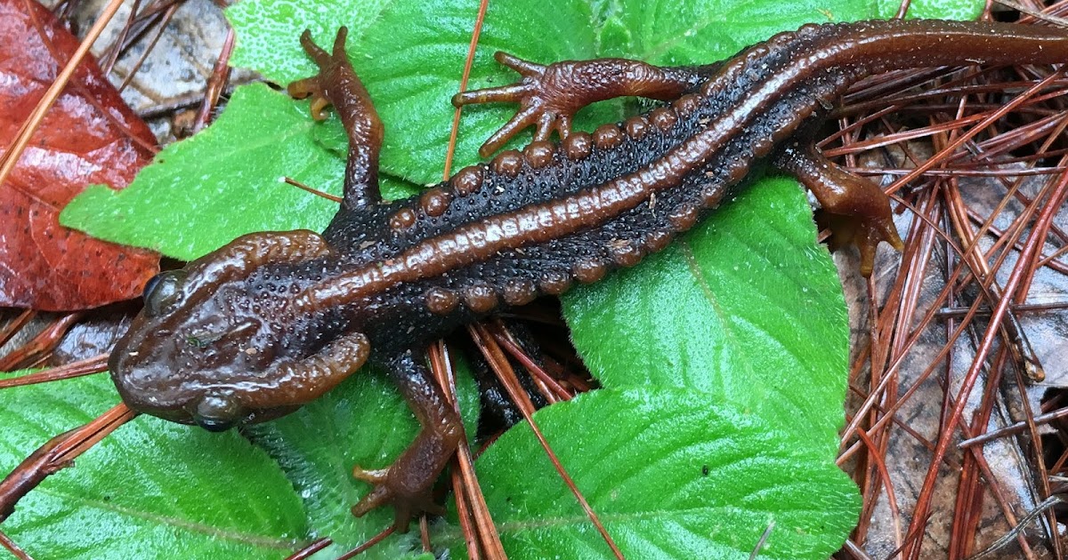 Species New to Science: [Herpetology • 2020] Tylototriton phukhaensis ...