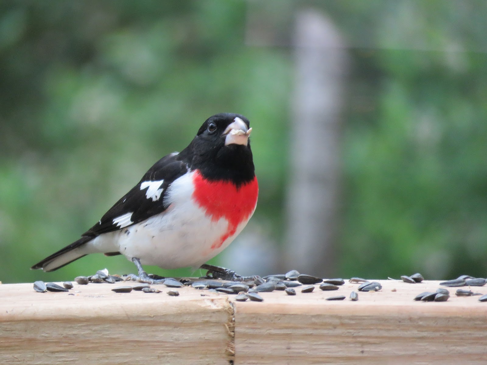 Viewing nature with Eileen: Saturday's Critters #283