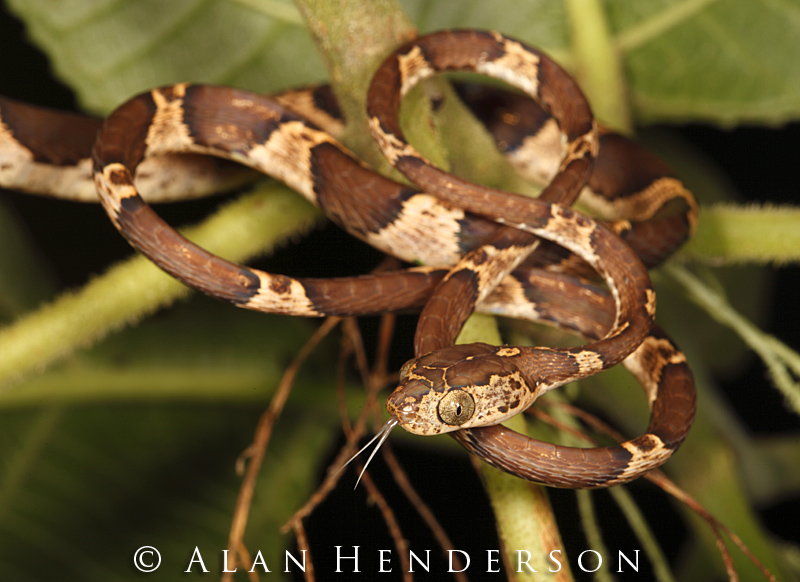 Minibeast Wildlife - Rainforest Encounters: Costa Rica - Tree snakes