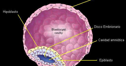 El origen del todo. Origen embrionario de los tejidos humanos: 1.2 ...