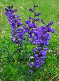 India The Great: Ancient indian technique extract color (Neelam) from ...