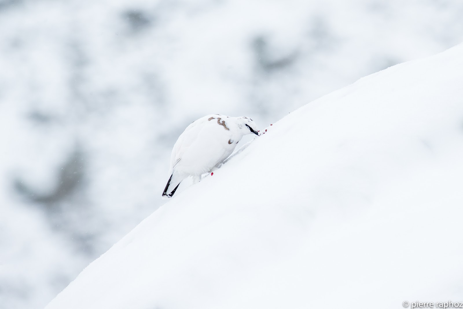 photo absolut: La perdrix blanche!!!