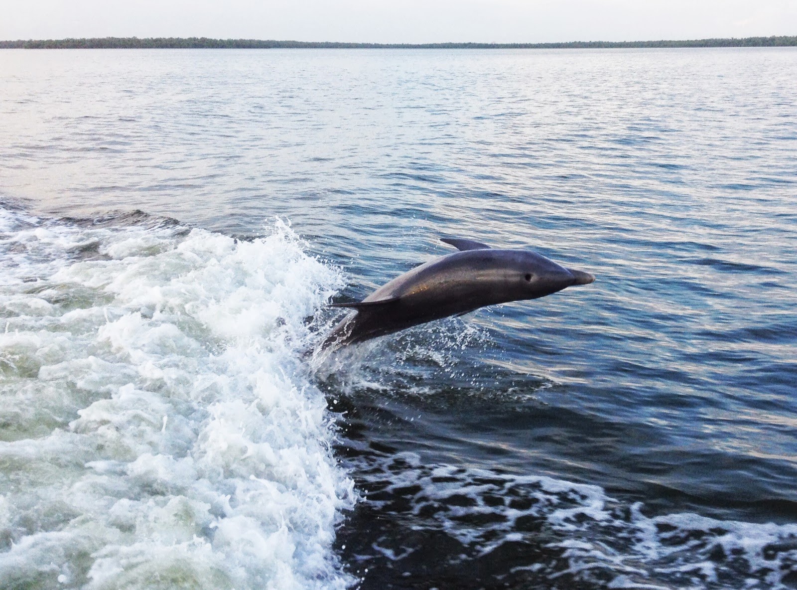 Adventures of Chubby the Dolphin: May 2013