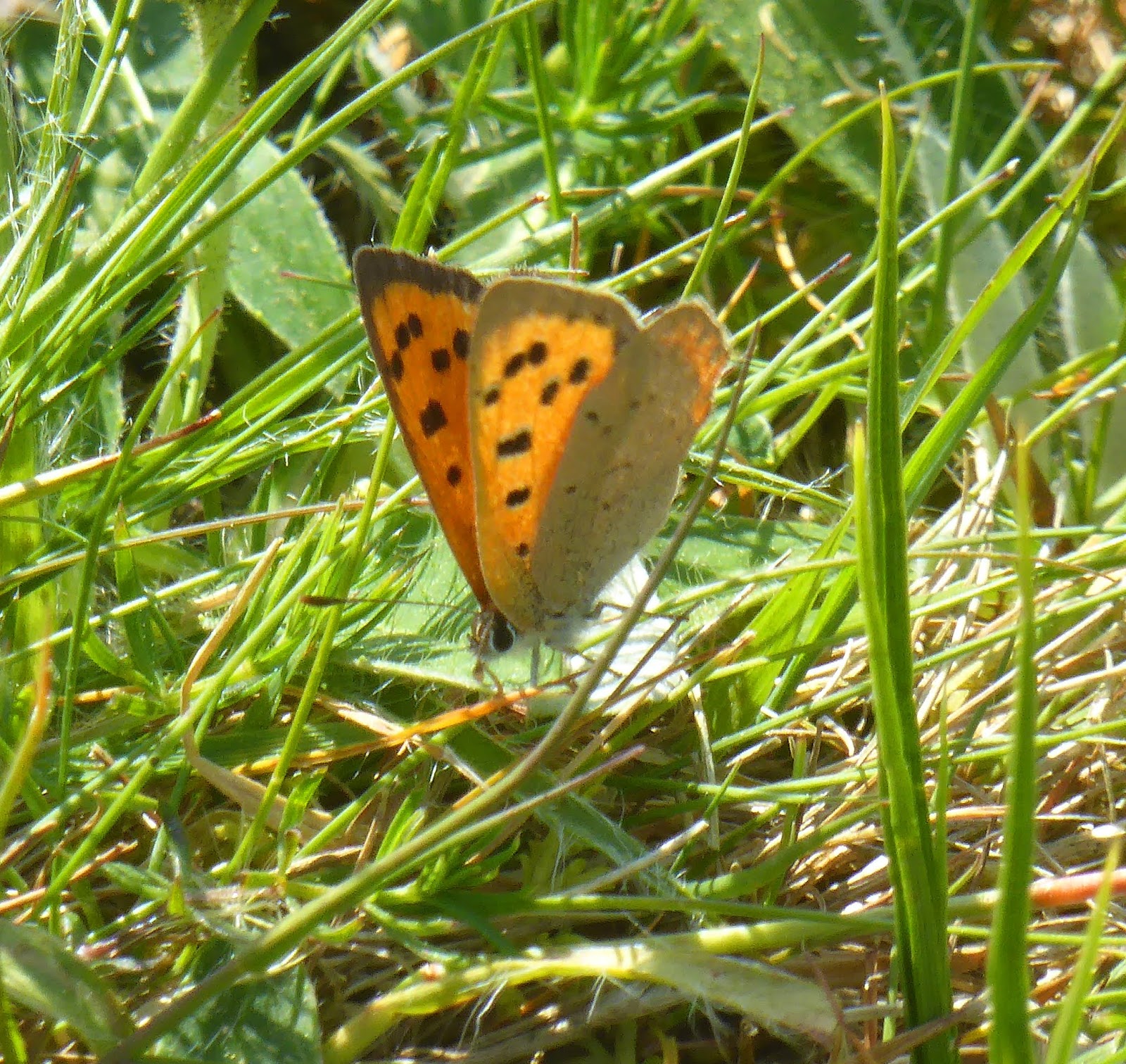 Wild and Wonderful: Small Butterflies at Sutton Hoo (and a Holly Blue ...