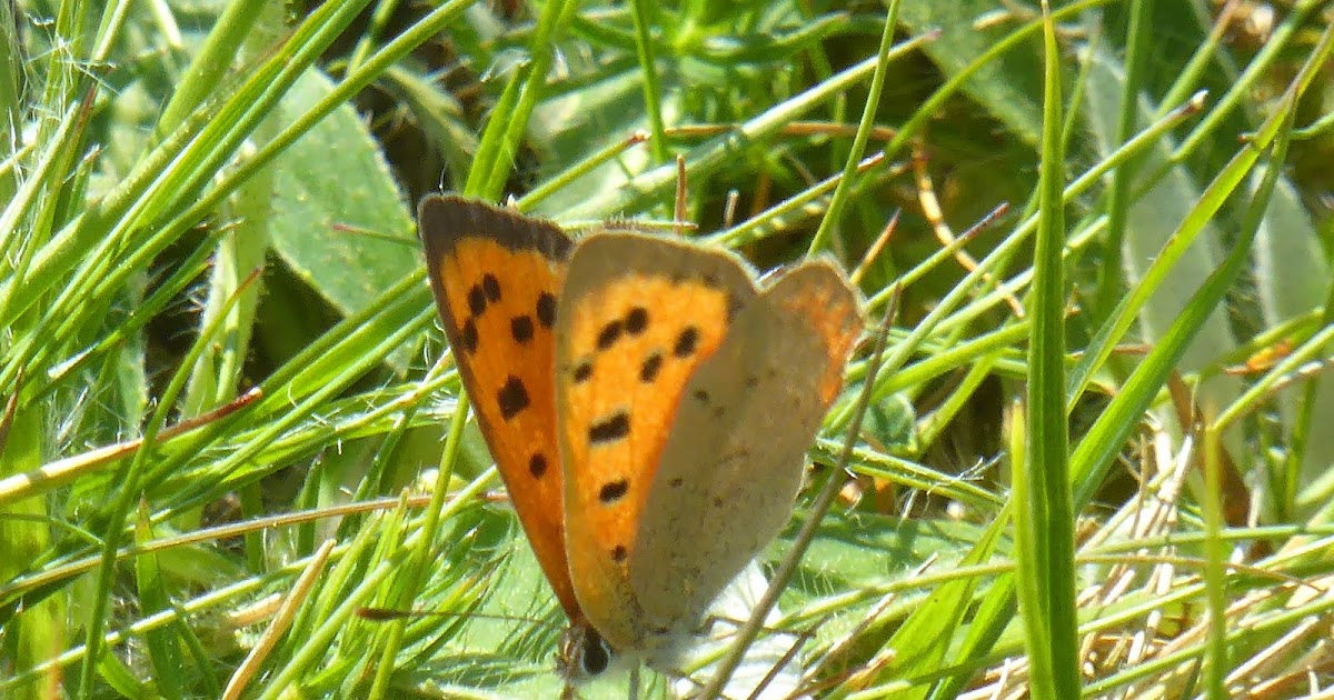 Wild and Wonderful: Small Butterflies at Sutton Hoo (and a Holly Blue ...
