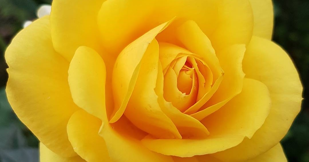Single Yellow Rose | iFlowers