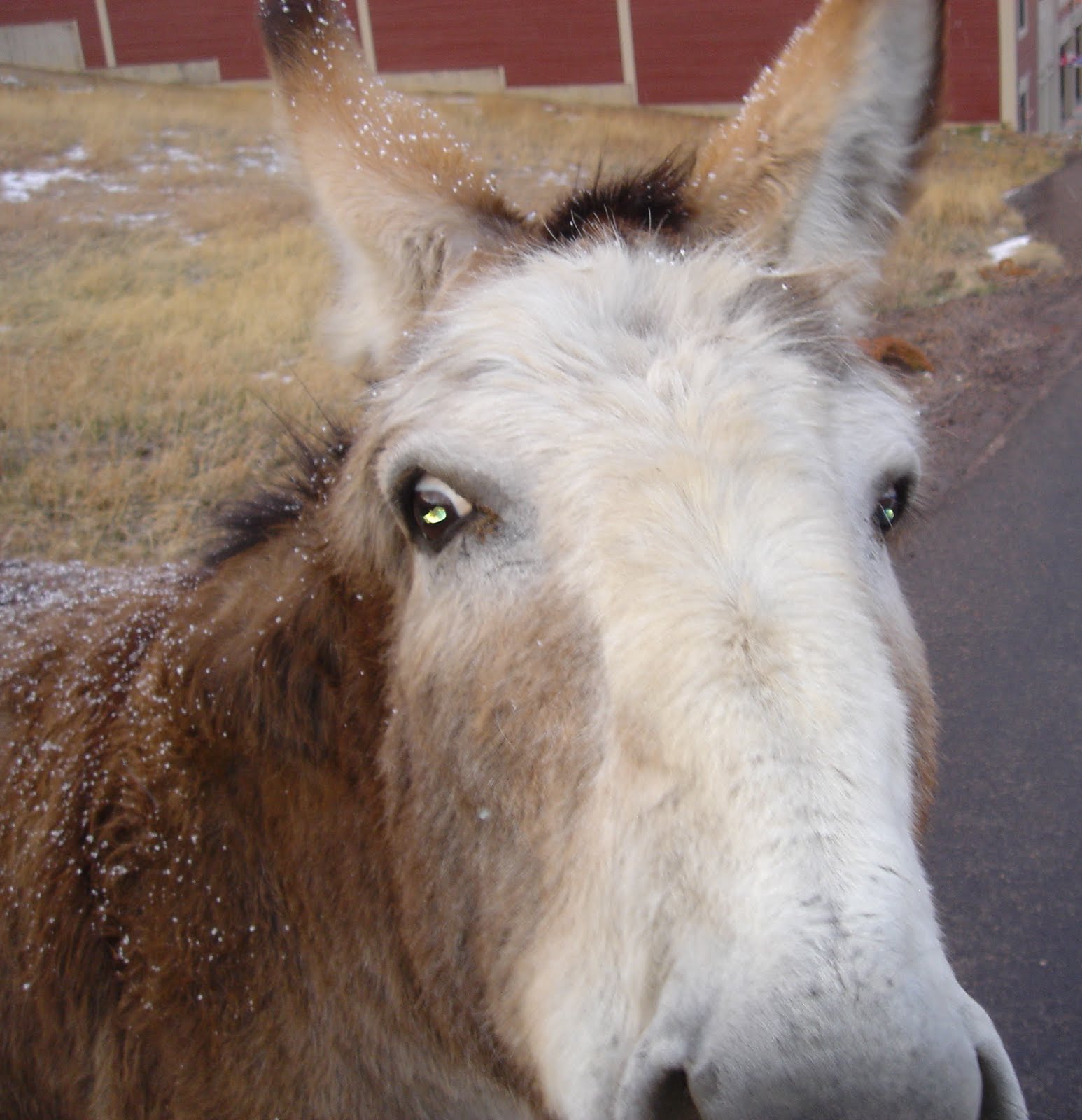 Feathers and Flowers: Free range donkeys