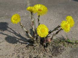 Zofkin dnevnik: 2016