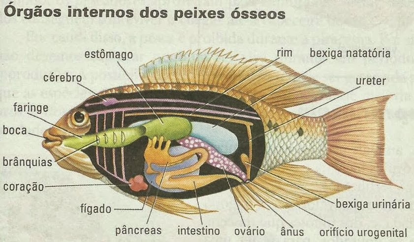 Segundo Ano Biologia: Peixes