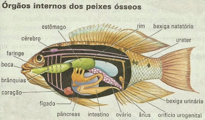 Segundo Ano Biologia: Peixes