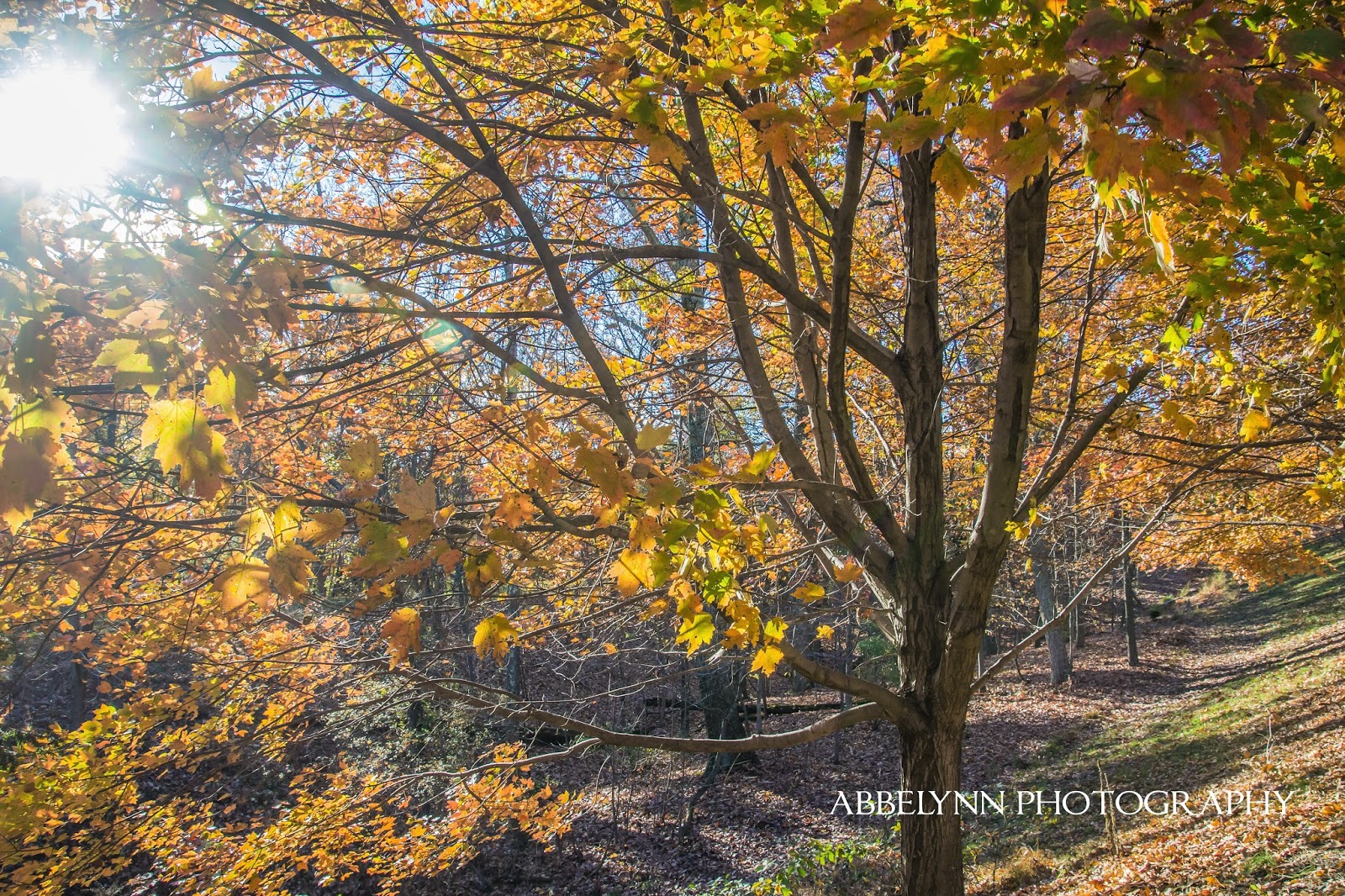 AbbeLynn Photography: Fall in Leesburg | Virginia Nature Photographer