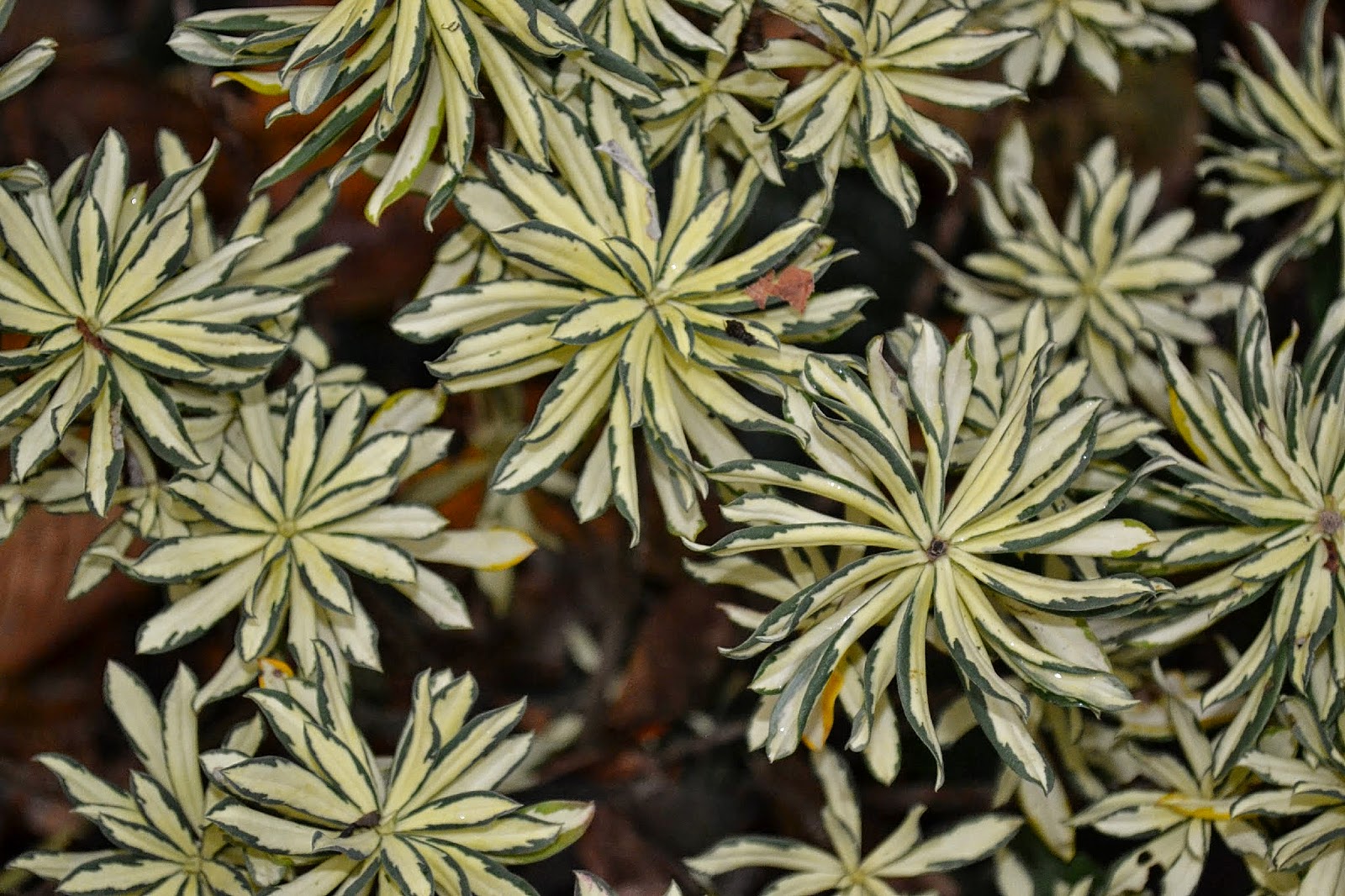 The Outlaw Gardener: Daphne x burkwoodii 'Briggs Moonlight' is My ...
