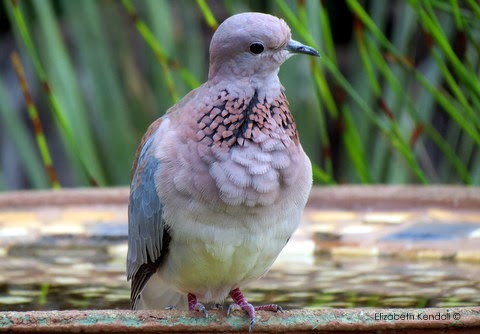 Kreatiewe Joernaal: kransduif