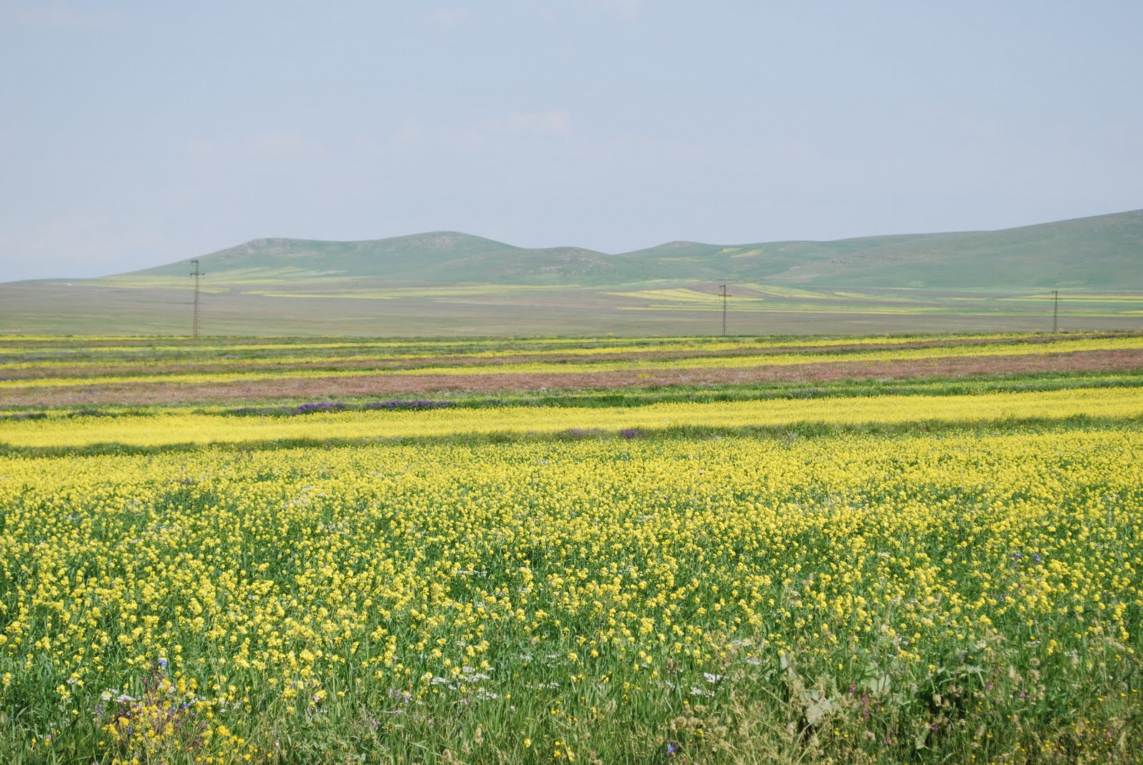 socalgalopenwallet: The steppes of Eastern Turkey