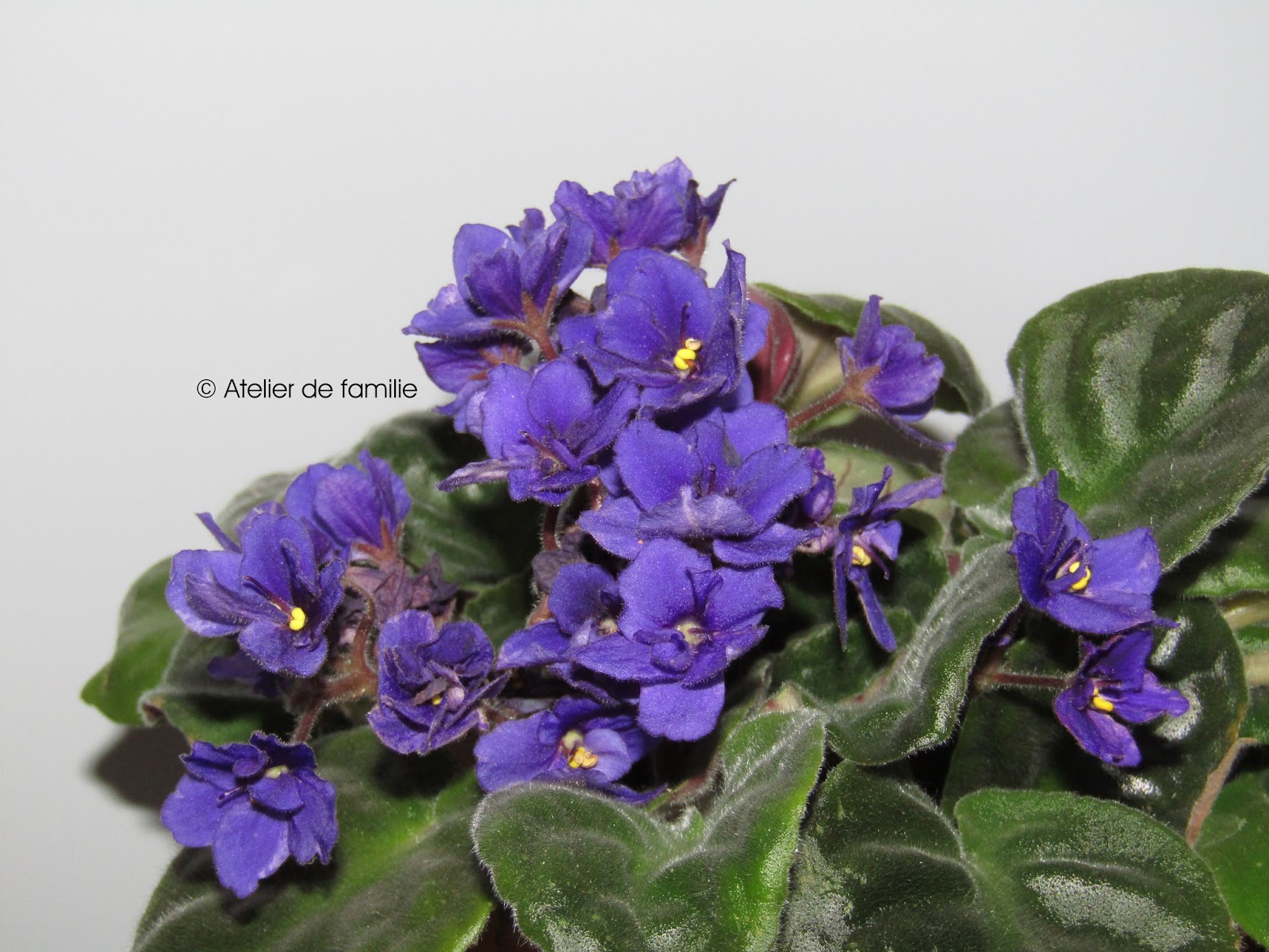 Violeta de Africa - flori mici albastre ~ Atelier de familie