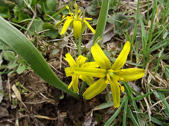 Alsósófalva: Tavaszi virágok