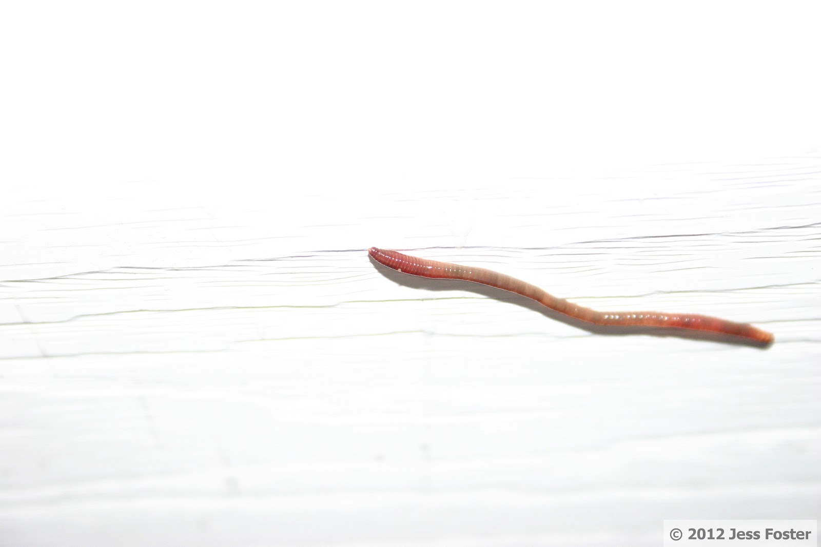 Sluggin' Along: Climbing Worms