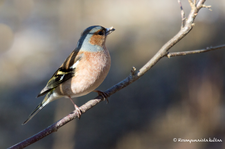 Retkiä&hetkiä: Pikkulintuja