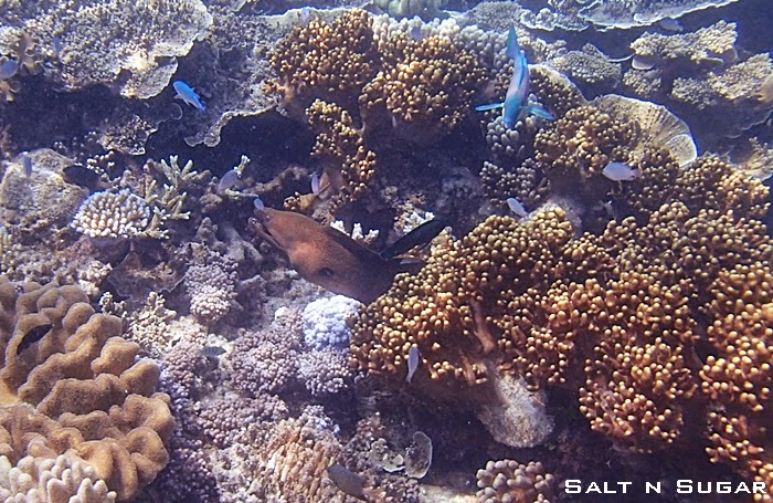 Salt and Sugar: Cairns – Reef Magic Moore Reef Pontoon – 唯一的5 Hours on ...